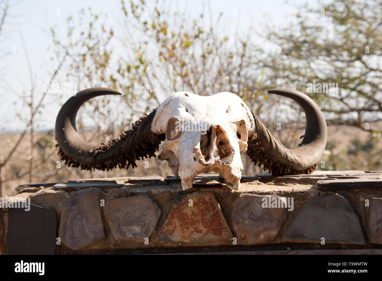 Blue Wildebeest Head Stock Photo - Alamy