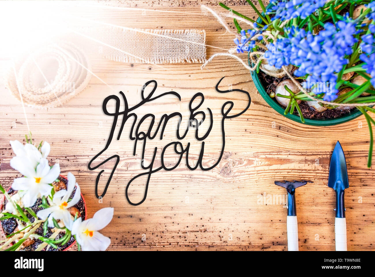 English Calligraphy Thank You. Sunny Spring Flowers Like Grape Hyacinth ...