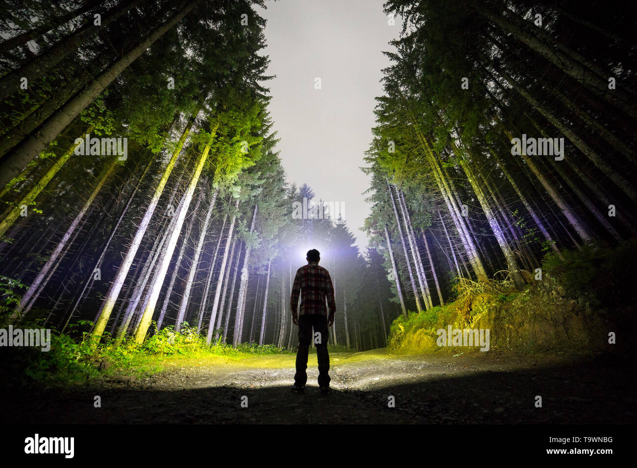 Back view of man with head flashlight standing on forest ground road ...