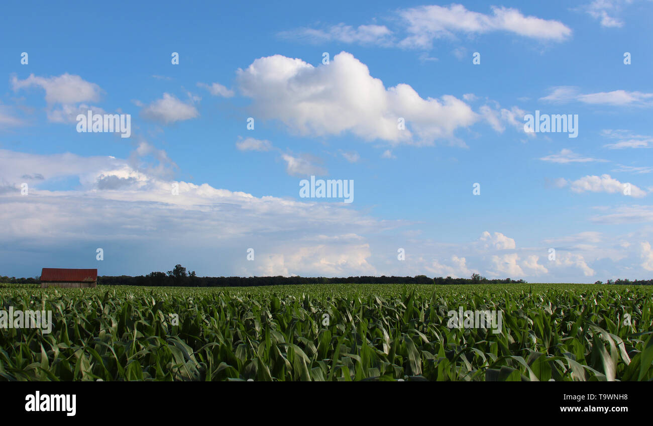 Rustic Farm and Corn Field Stock Photo - Alamy