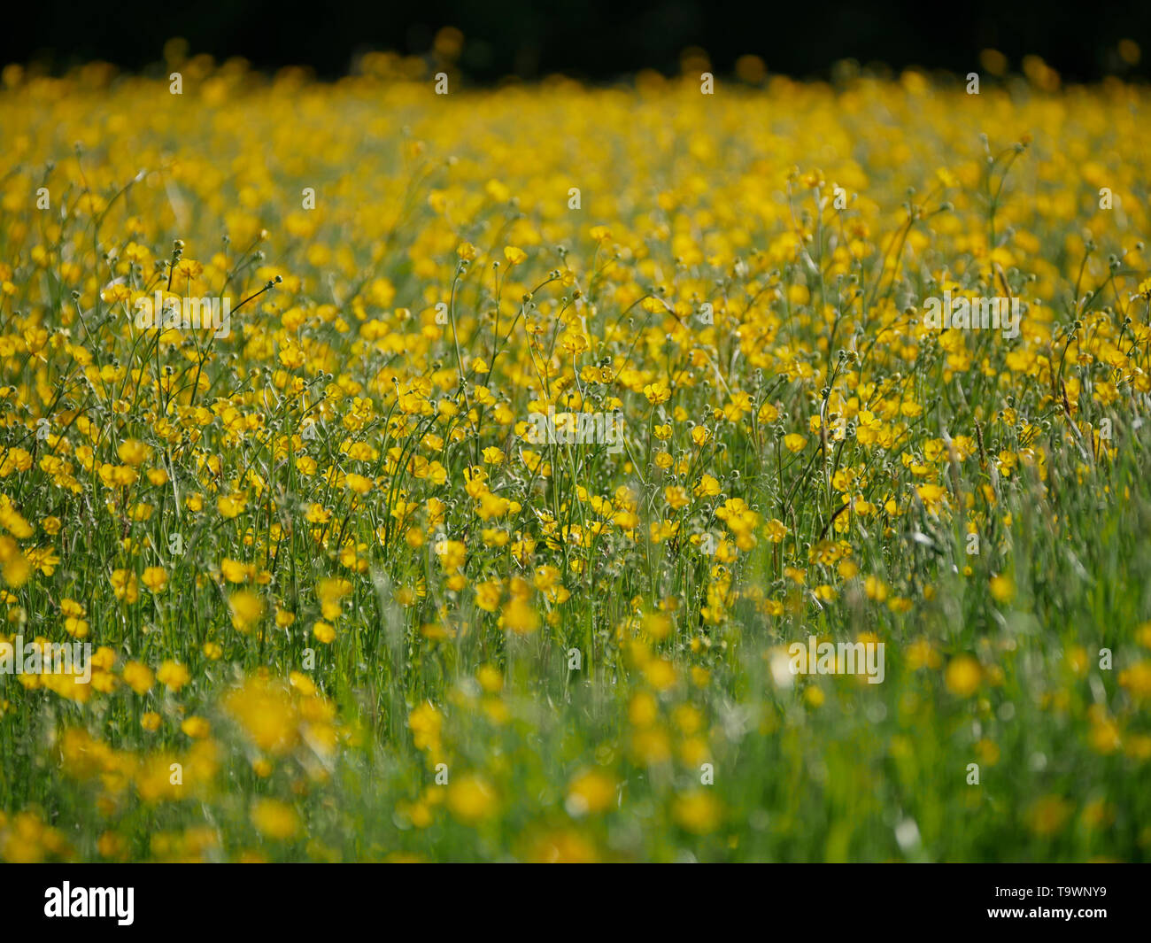 Buttercup field, Stowmarket, Suffolk, England, United Kingdom Stock ...