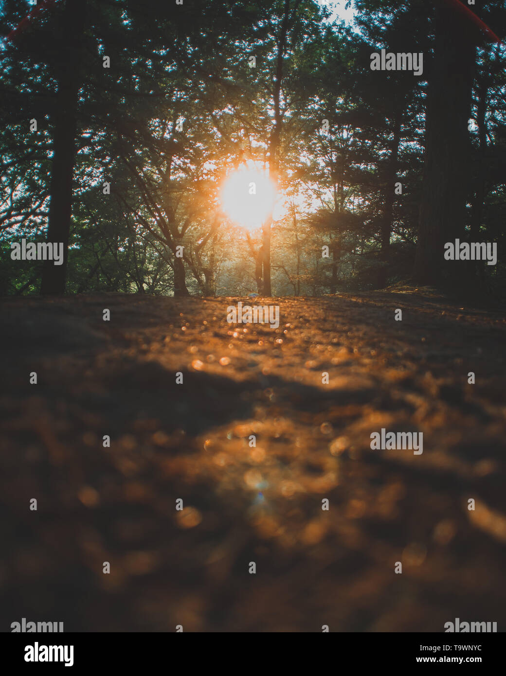 Sunset through the Trees Stock Photo - Alamy