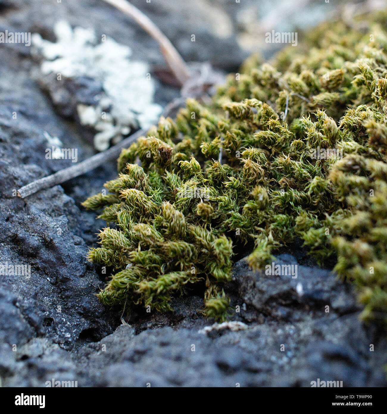 Moss growing on black volcanic rock at Cuicuilco Archaeological Site ...