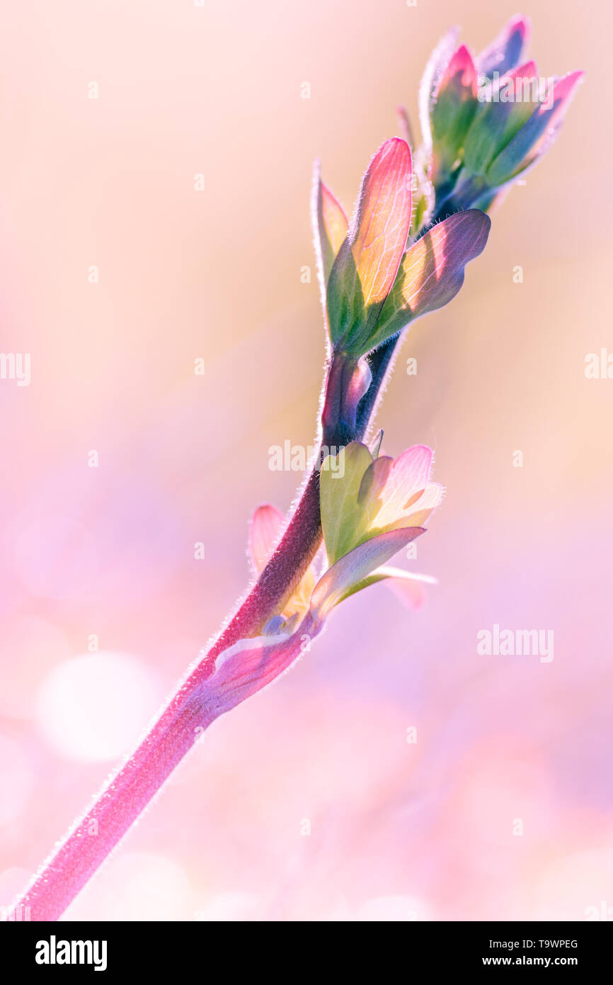 Spring flower meadow in soft pastel tone with bokeh and background ...