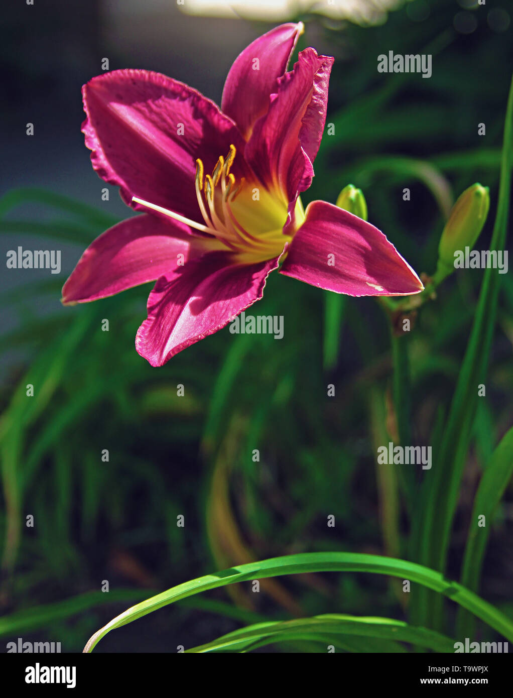 Lilly in bloom hi-res stock photography and images - Alamy