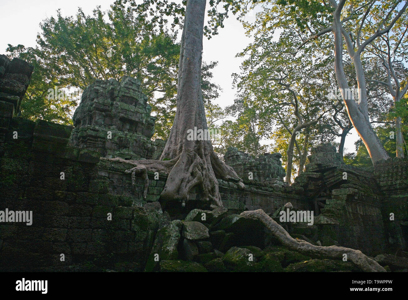 Huge thitpok tree (tetrameles nudiflora) growing over a ruined wall in ...
