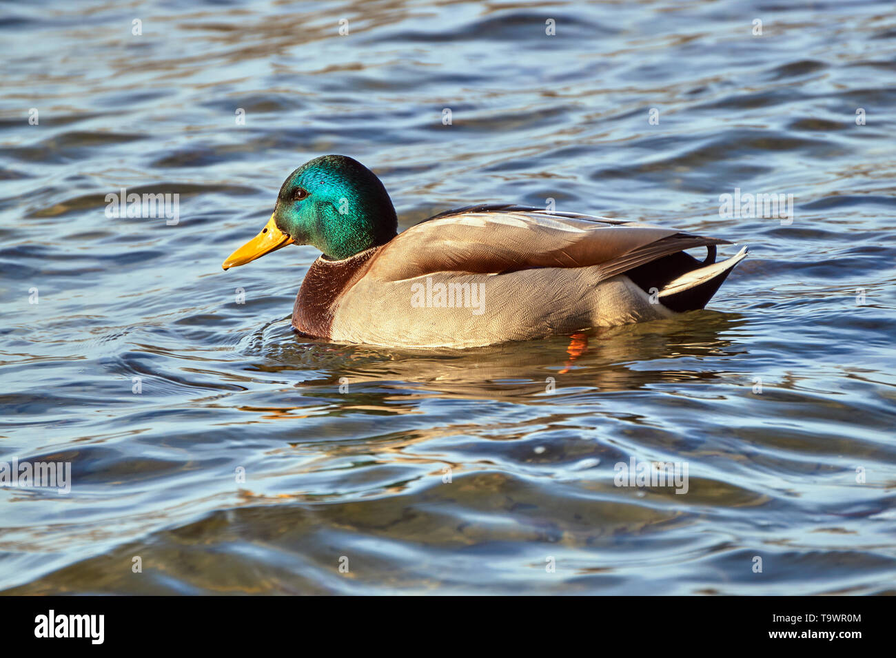 A mallard duck floating on the pond in Poland Stock Photo - Alamy