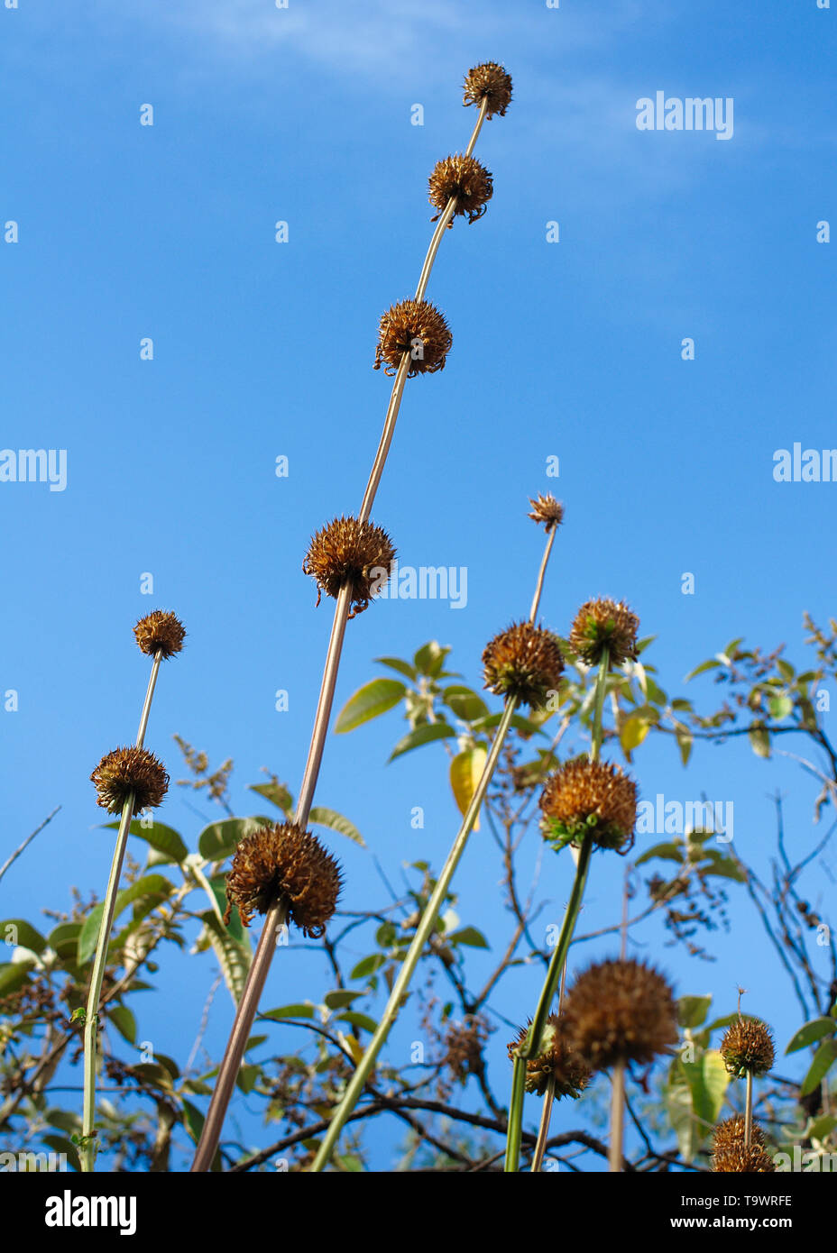 Dry lion's ear (leonotis nepetifolia) plants at Cuicuilco ...