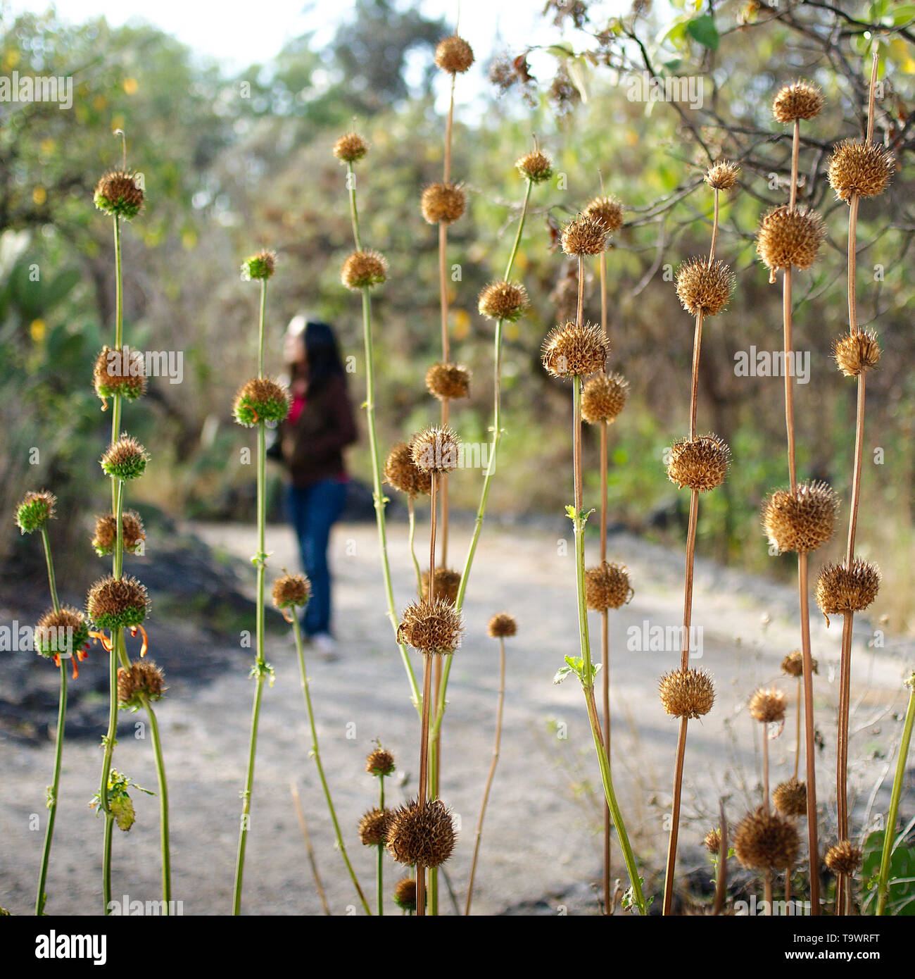 Dry lion's ear (leonotis nepetifolia) plants at Cuicuilco ...