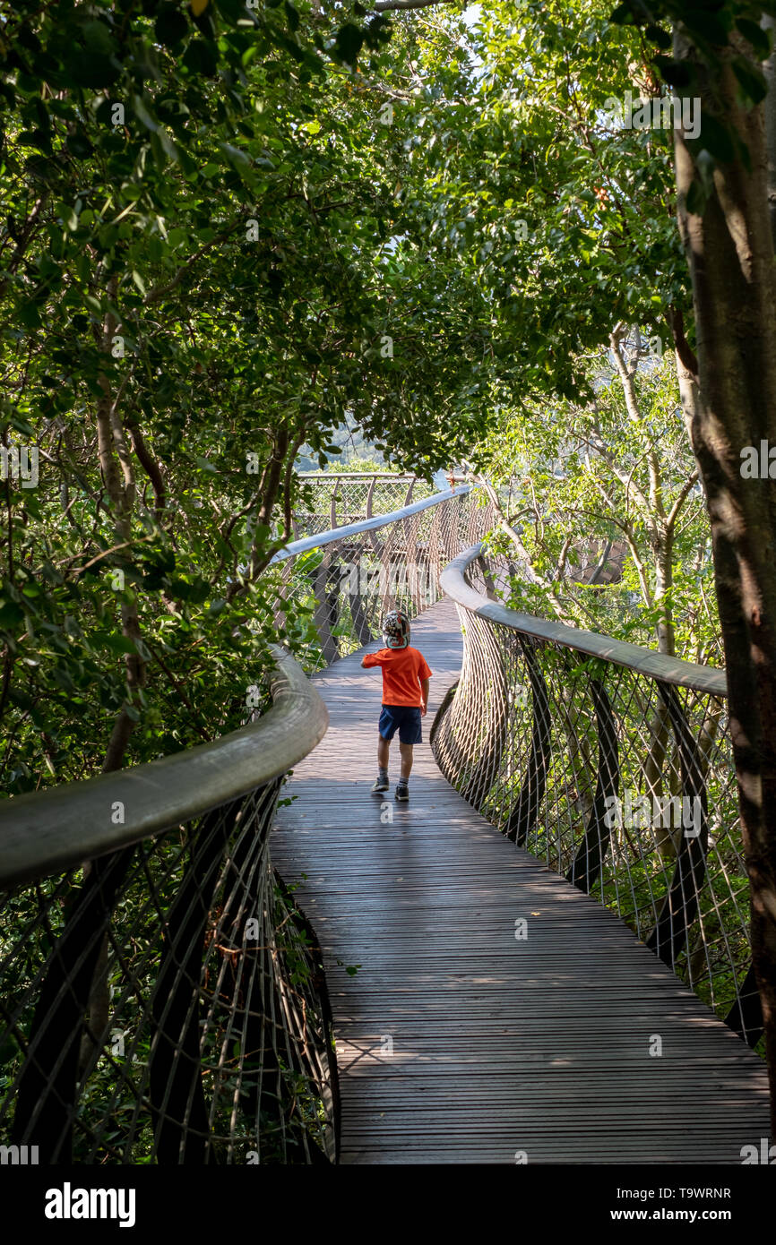 Elevated tree canopy walkway Newlands, Cape Town, South Africa Stock ...