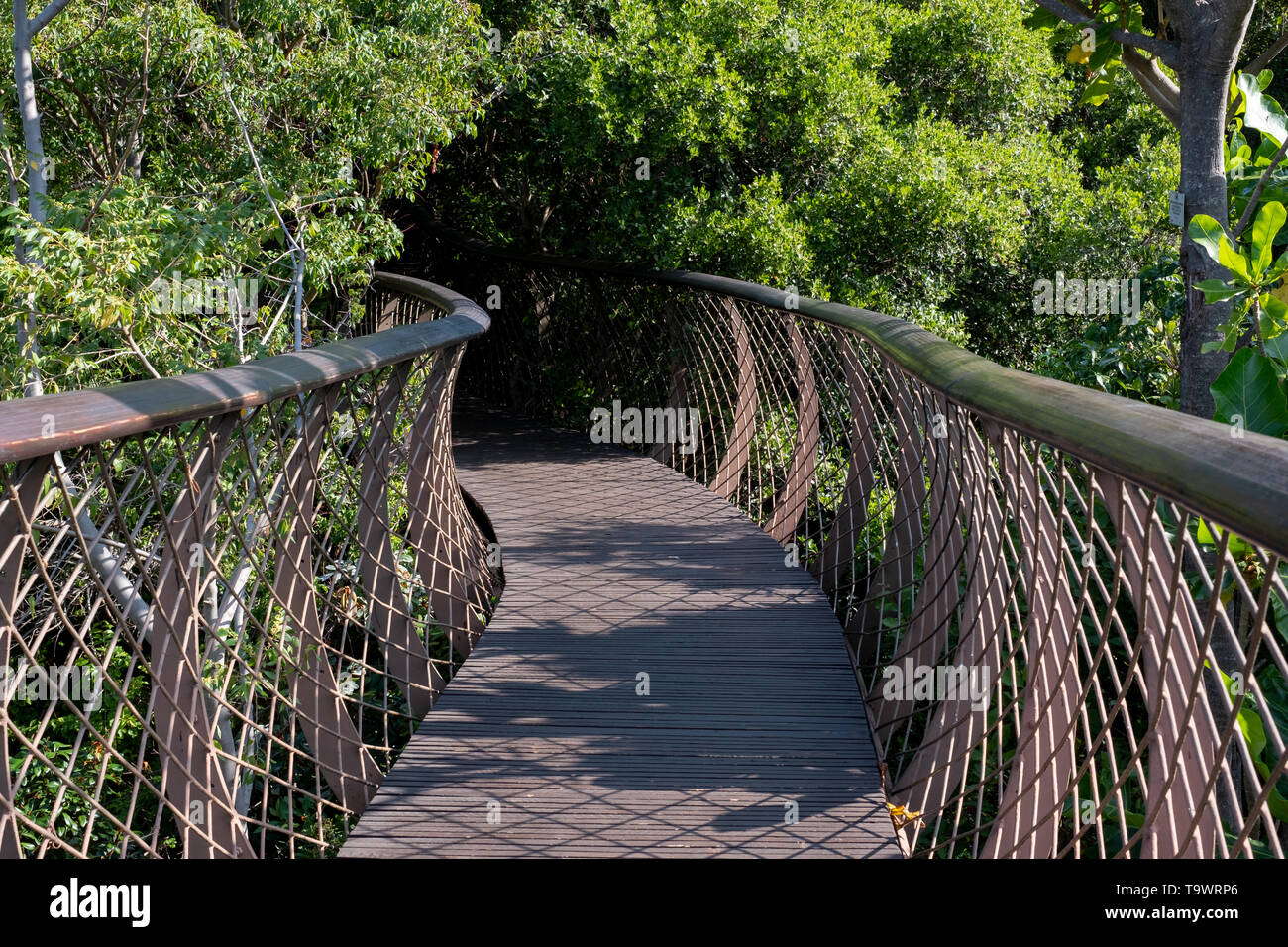 Elevated tree canopy walkway Newlands, Cape Town, South Africa Stock ...
