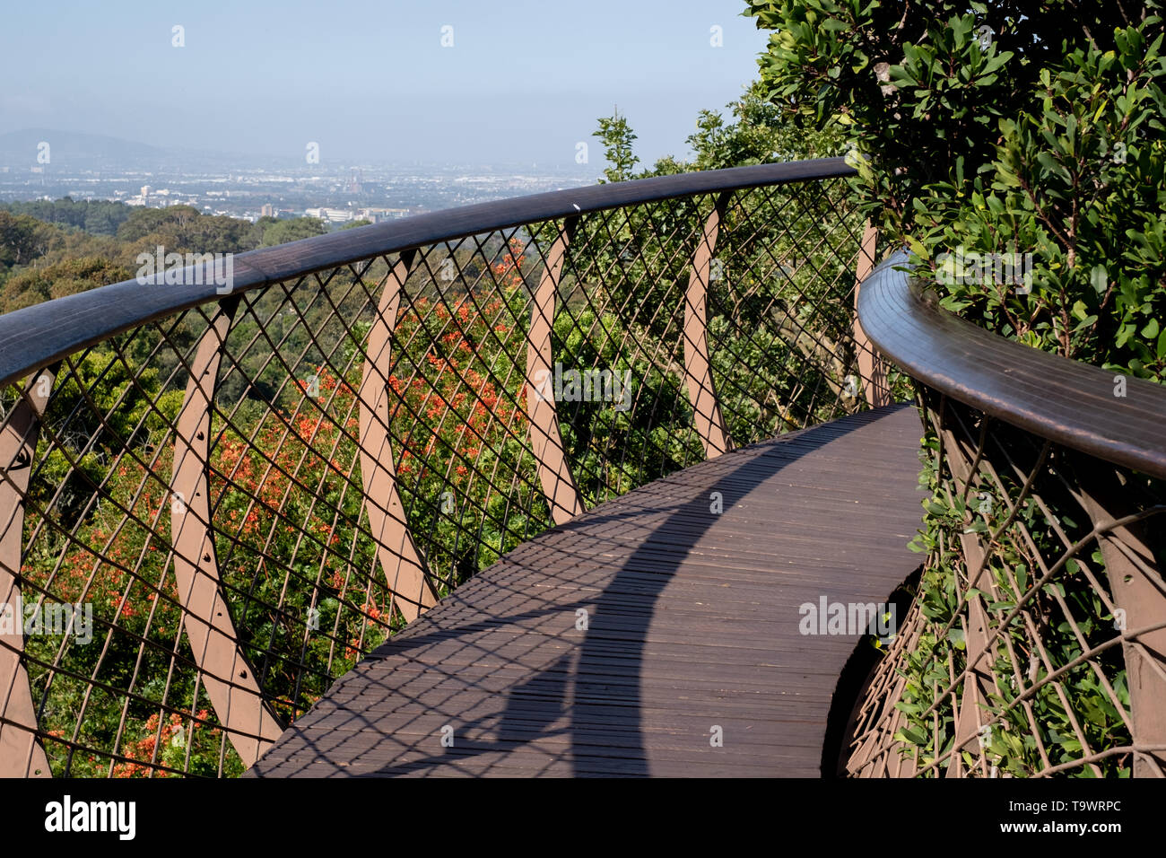 Elevated tree canopy walkway Newlands, Cape Town, South Africa Stock ...