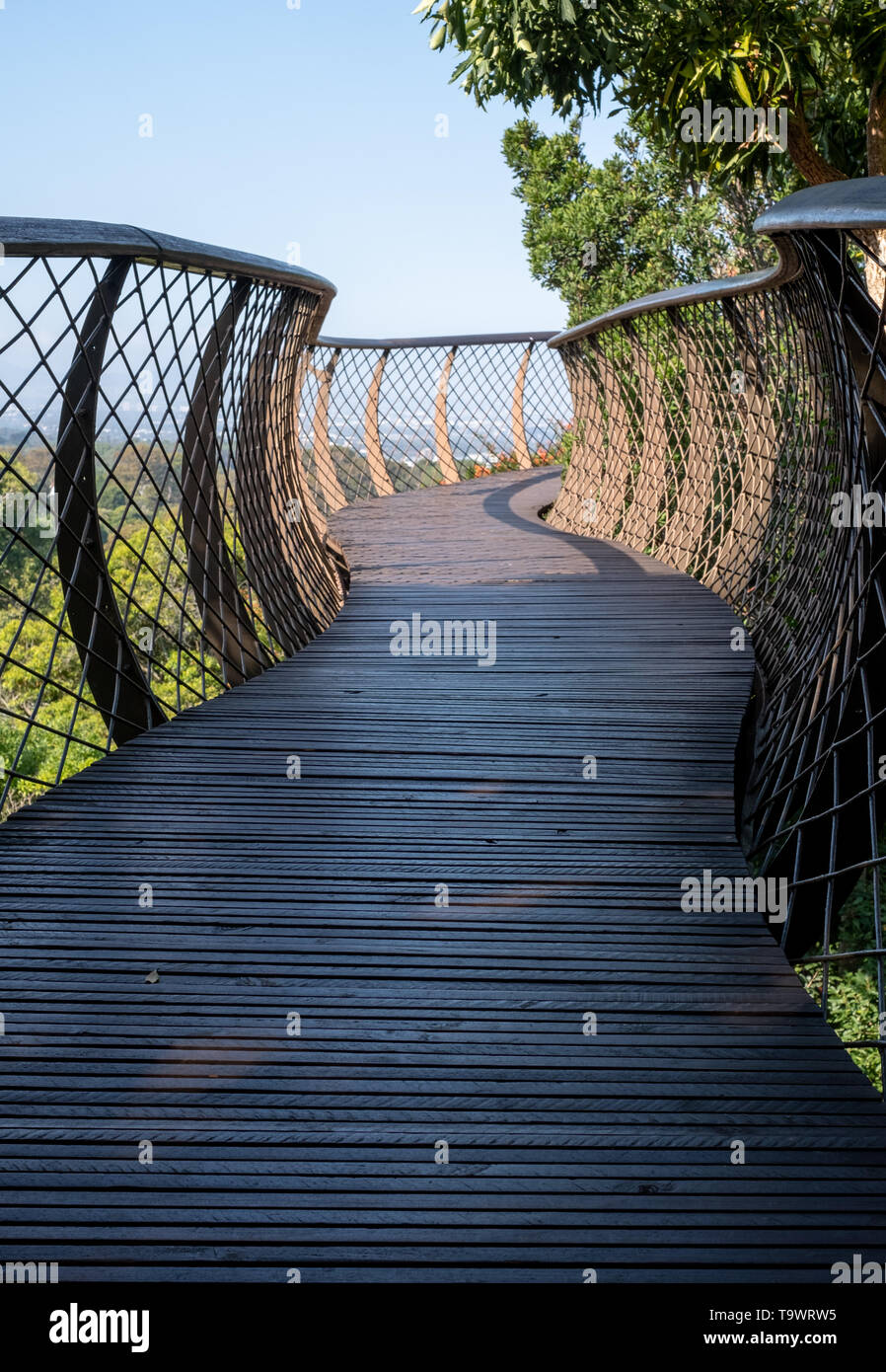 Elevated tree canopy walkway Newlands, Cape Town, South Africa Stock ...