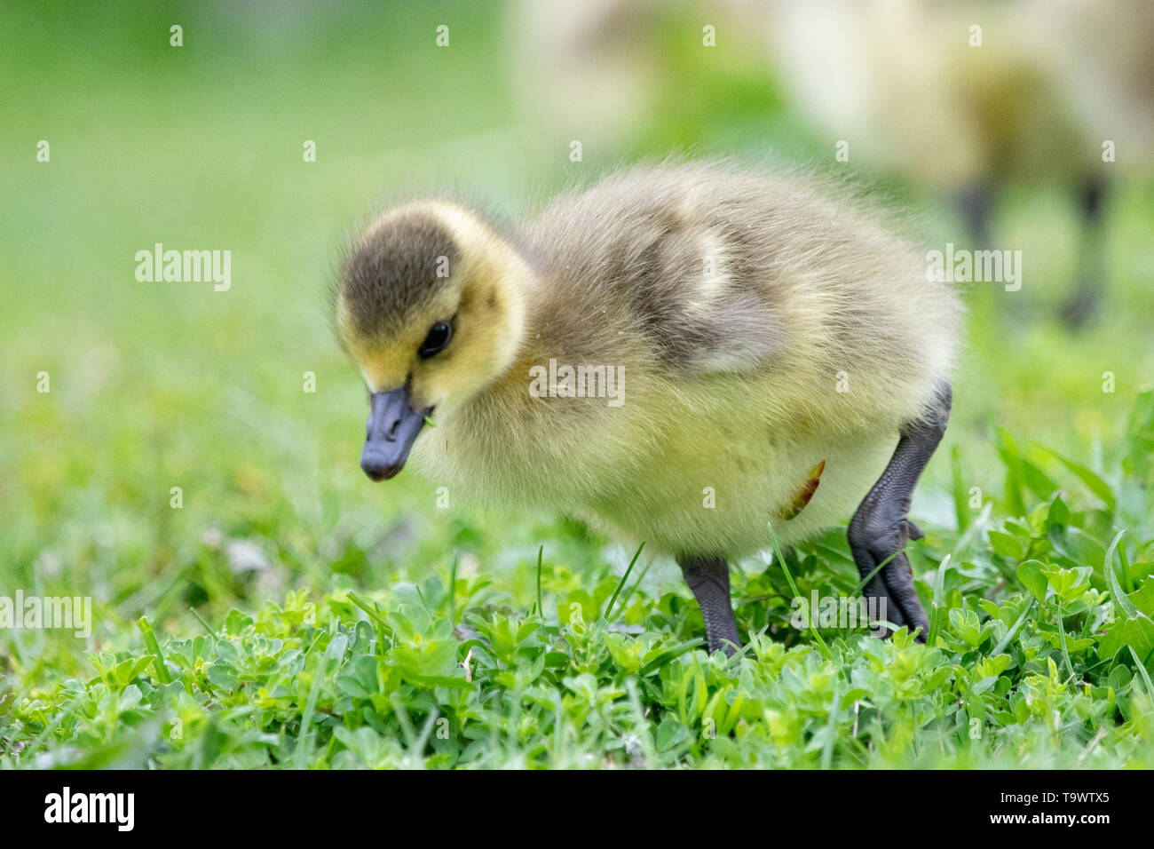 Fluffy bird hi-res stock photography and images - Alamy