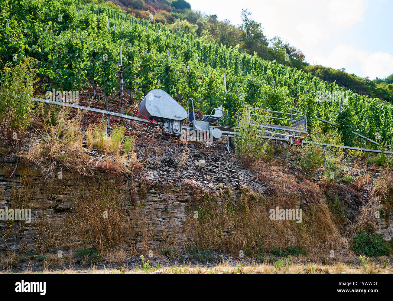 Grape Harvesting Trolley for Steep Vineyards Stock Photo - Alamy