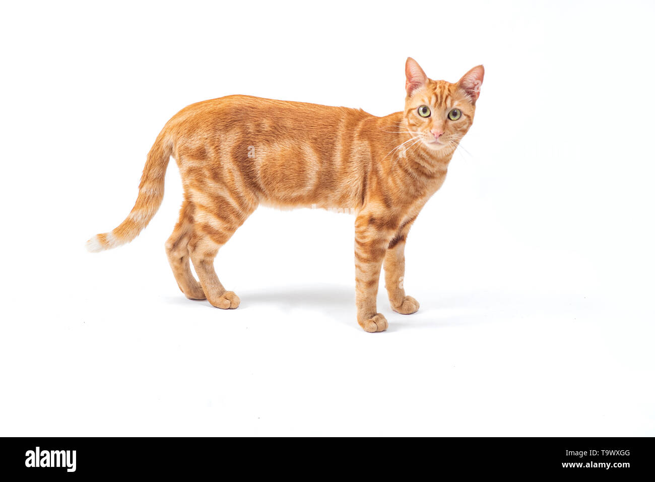 White background fondo hi-res stock photography and images - Alamy