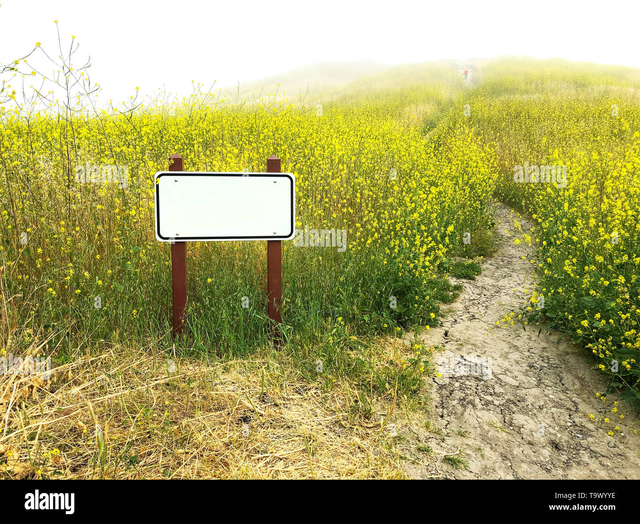 Blank sign at the trail in a field of flowers Stock Photo - Alamy
