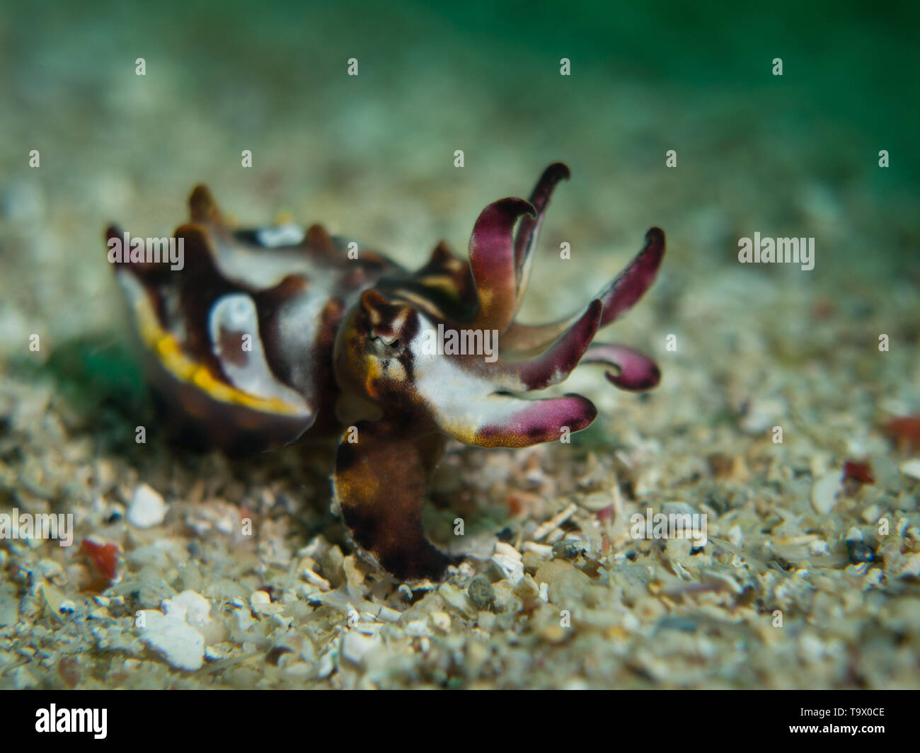 Flamboyant cuttlefish hi-res stock photography and images - Alamy