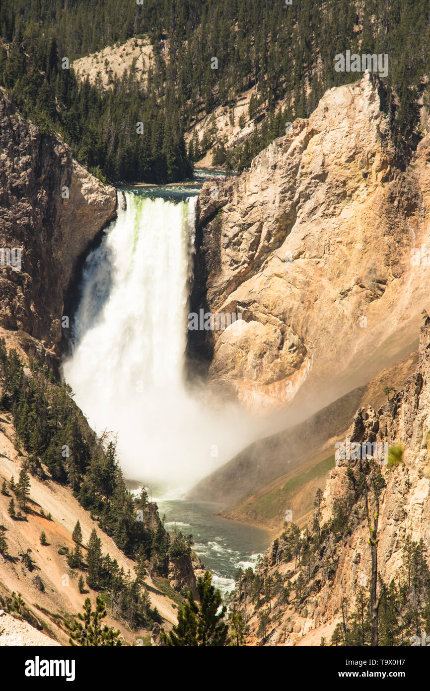 Yellowstone forest hi-res stock photography and images - Alamy