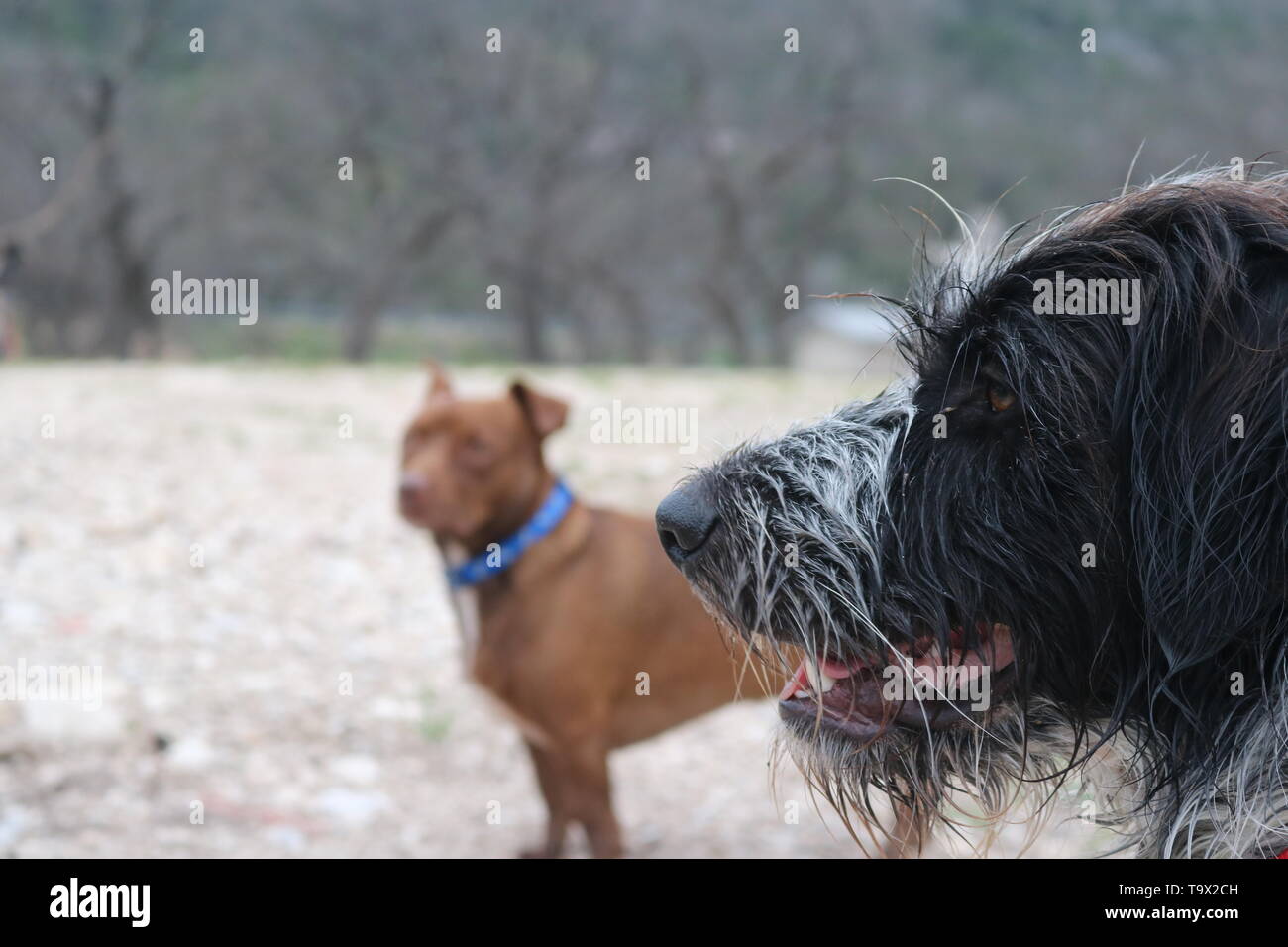Big fuzzy dog and small dog outdoors Stock Photo - Alamy