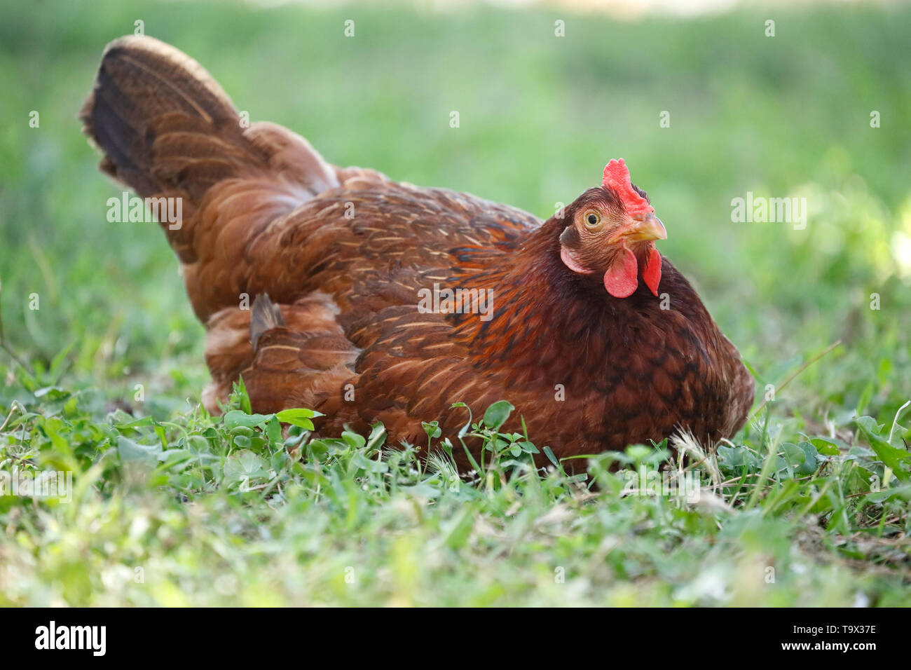 Free range chicken gathering, on the grass Stock Photo - Alamy