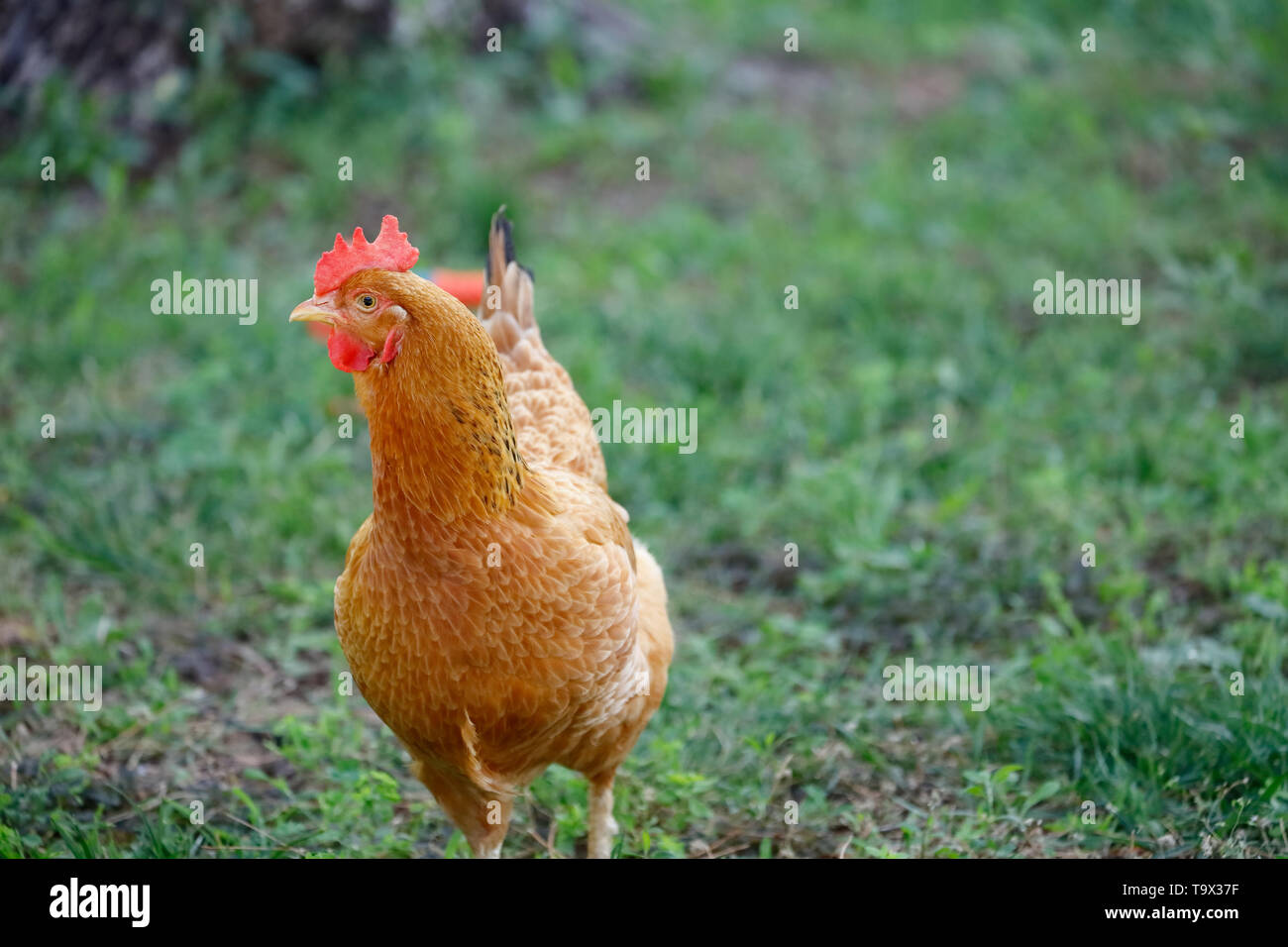 Free range chicken gathering, on the grass Stock Photo - Alamy