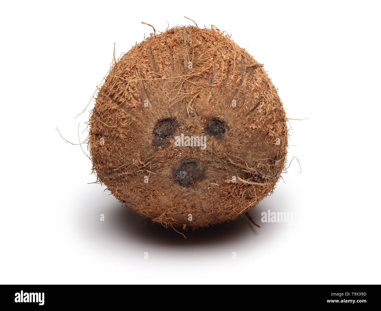 Single Coconut fruit isolated on white background Stock Photo - Alamy