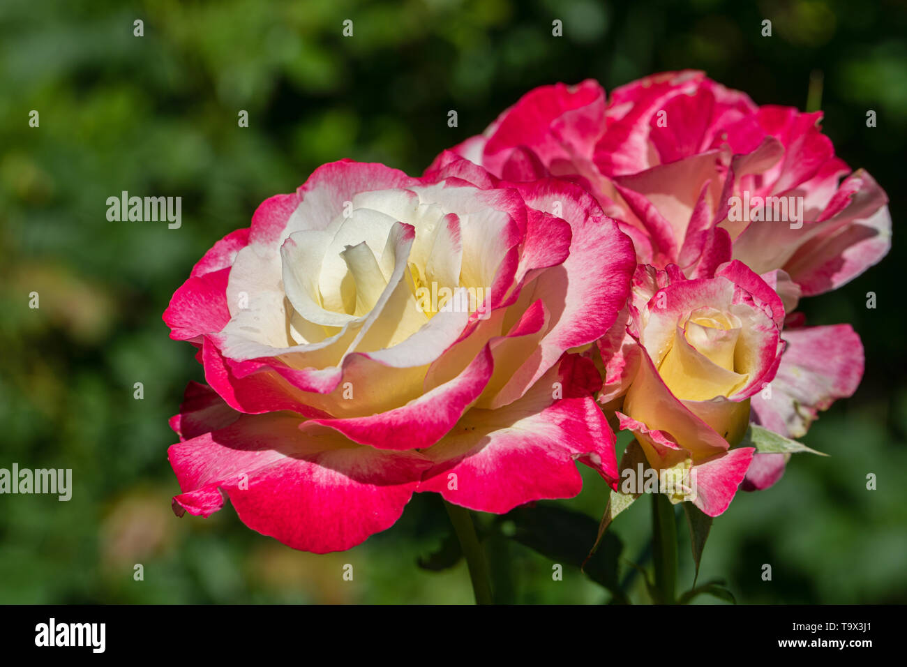 Rose botanic hi-res stock photography and images - Alamy