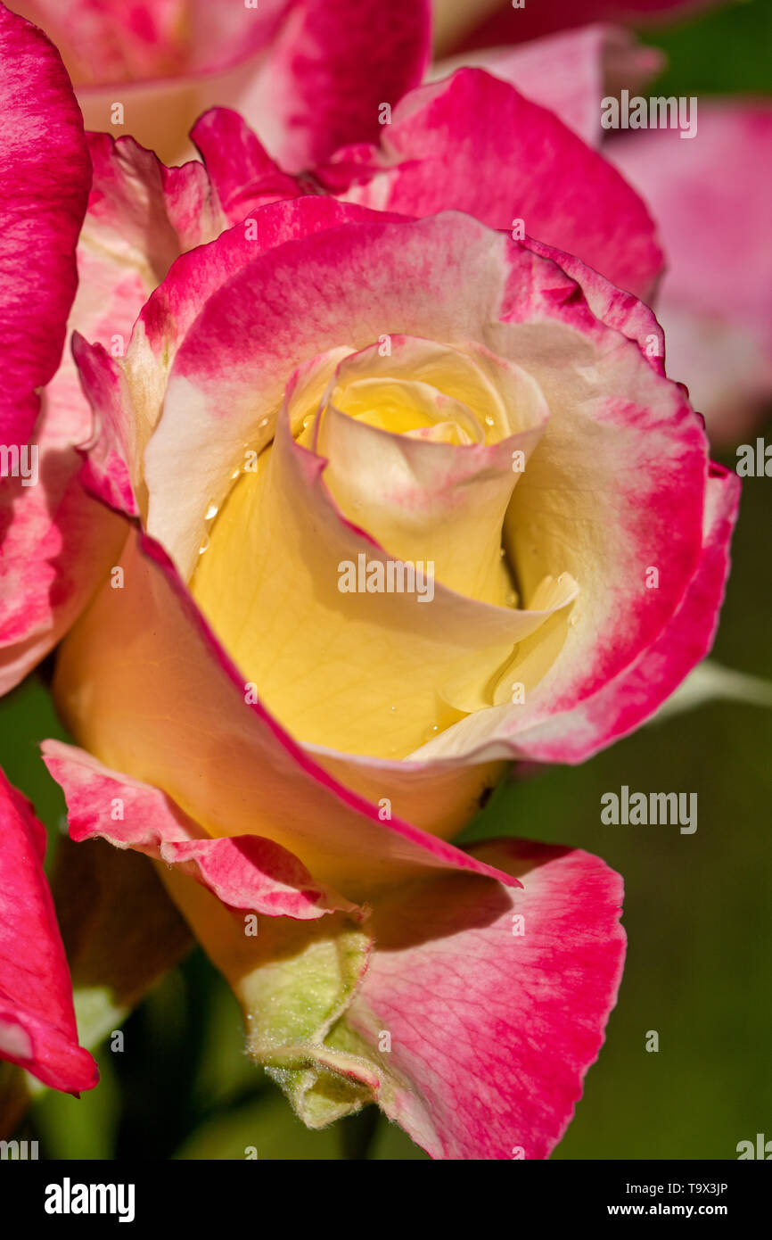 Rose botanic hi-res stock photography and images - Alamy