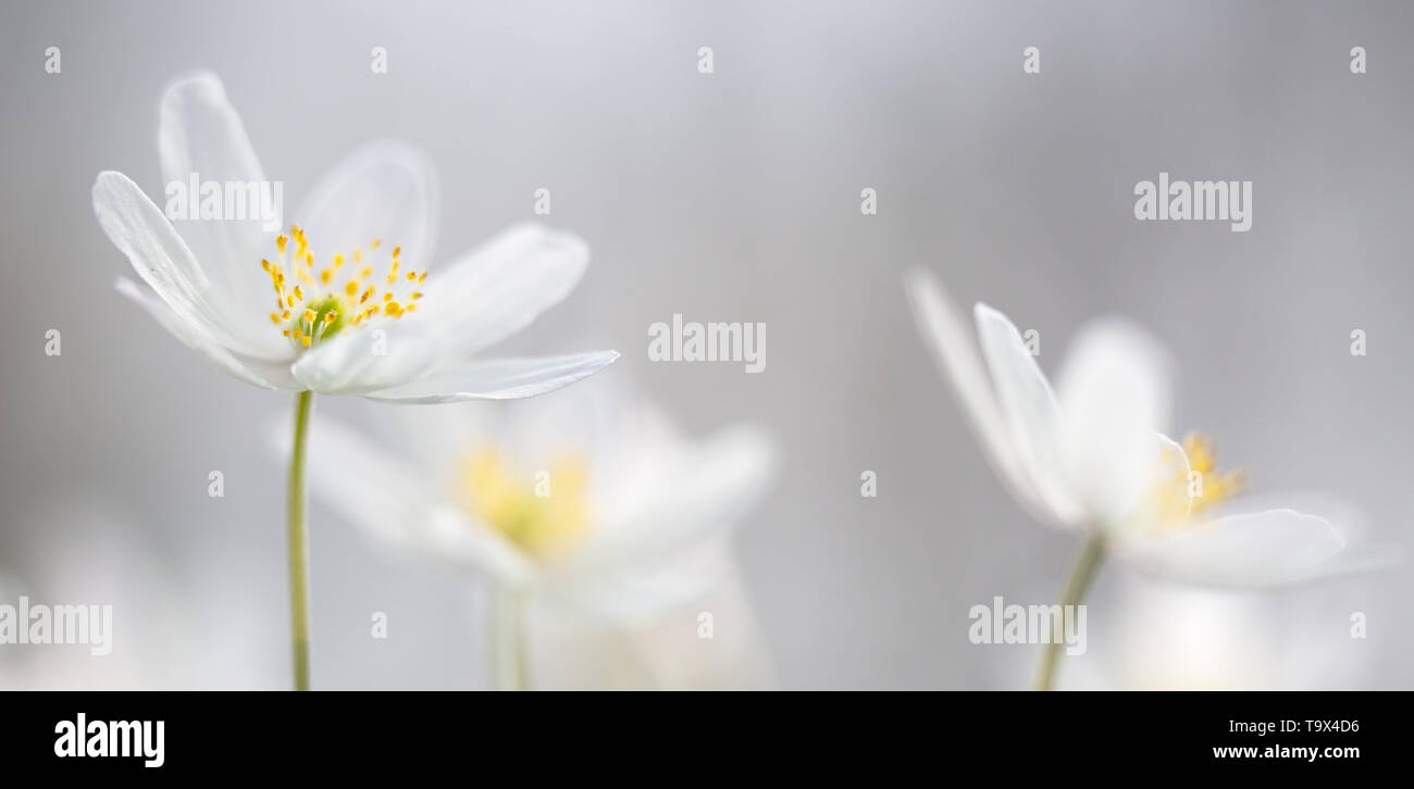 Flower panorama hi-res stock photography and images - Alamy