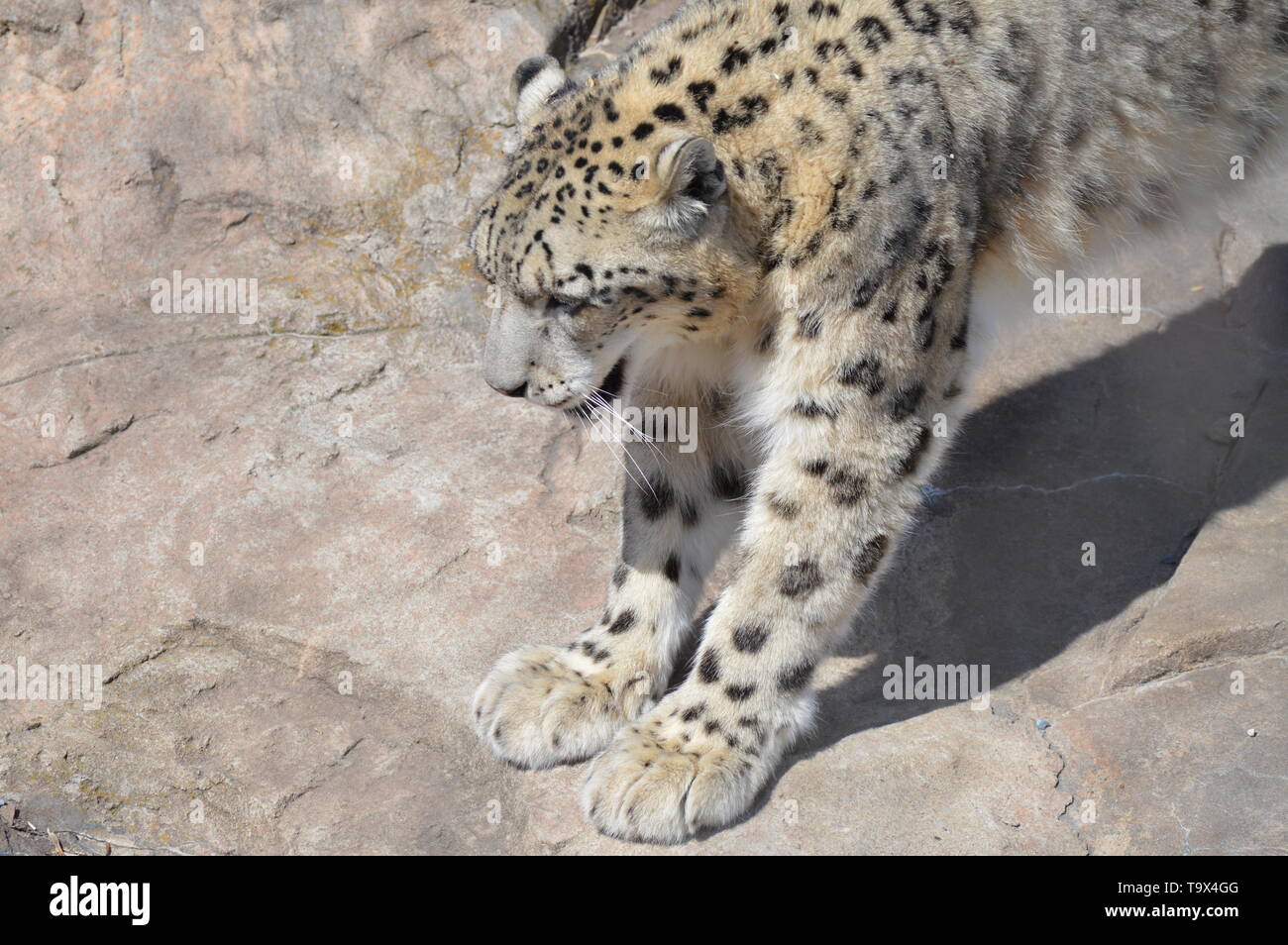 Snow leopard on a rock Stock Photo - Alamy