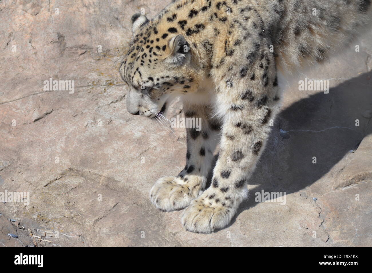 Snow leopard on a rock Stock Photo - Alamy