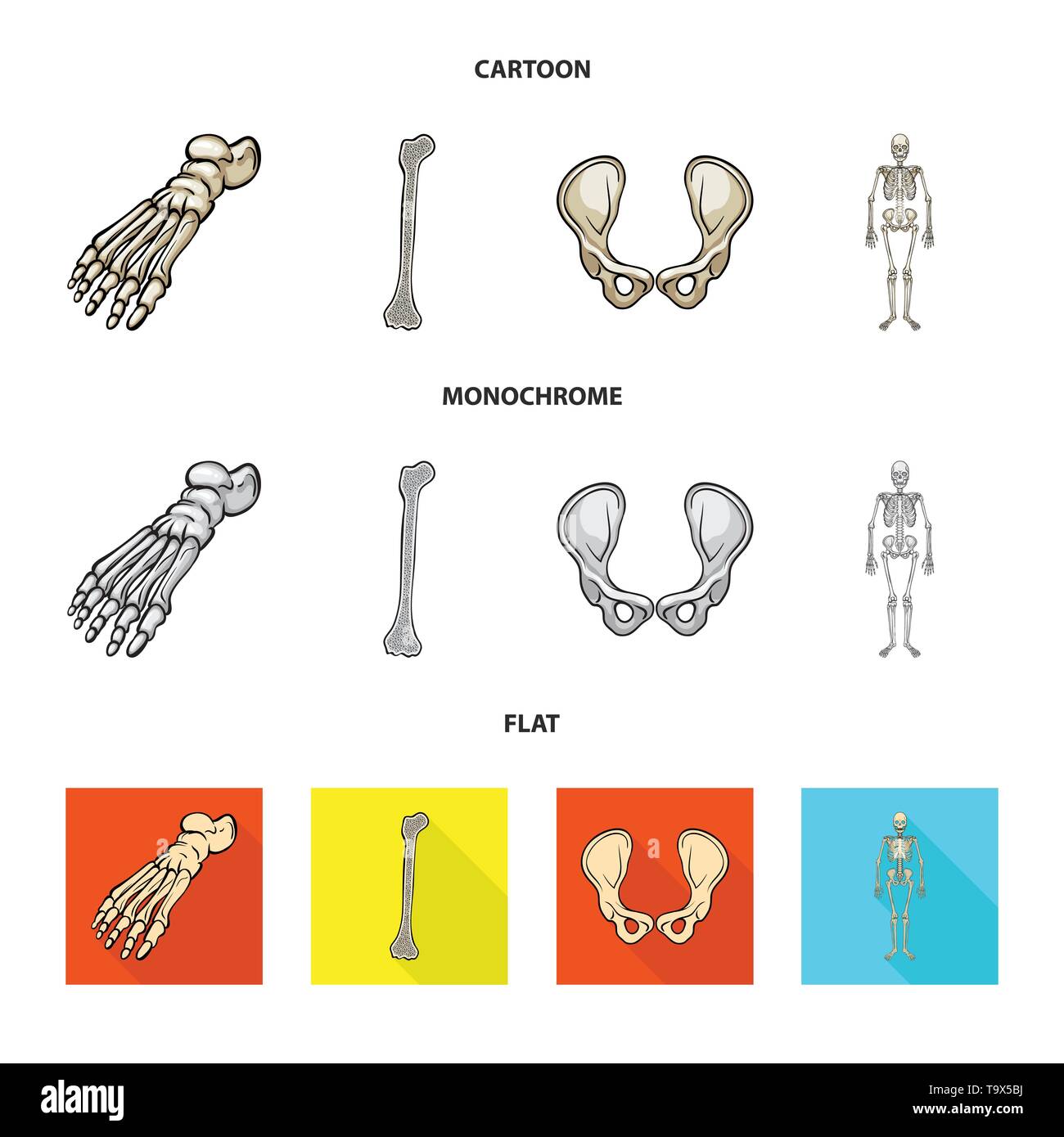 foot,femur,hip,musculoskeletal,ankle,bony,joint,scientific,healthy,leg ...