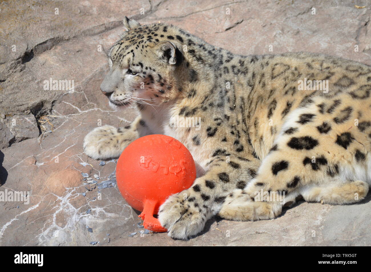 Snow leopard on a rock Stock Photo - Alamy