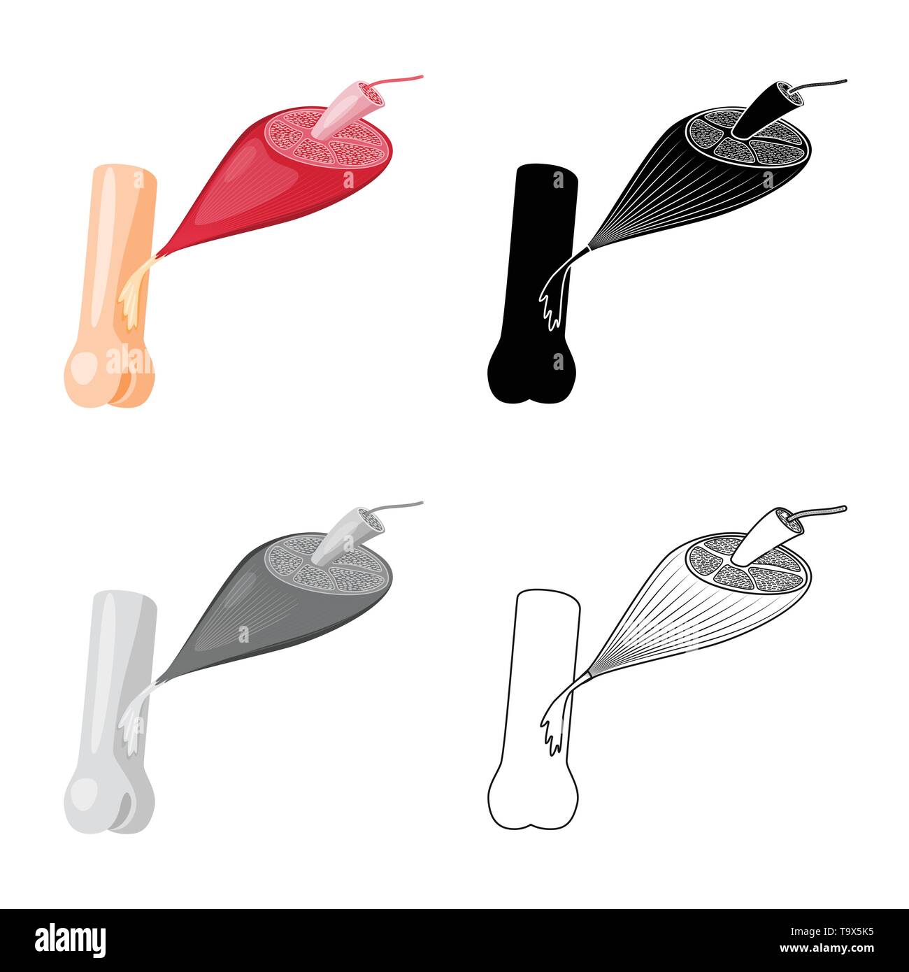 Vector design of fiber and muscular logo. Set of fiber and body vector ...
