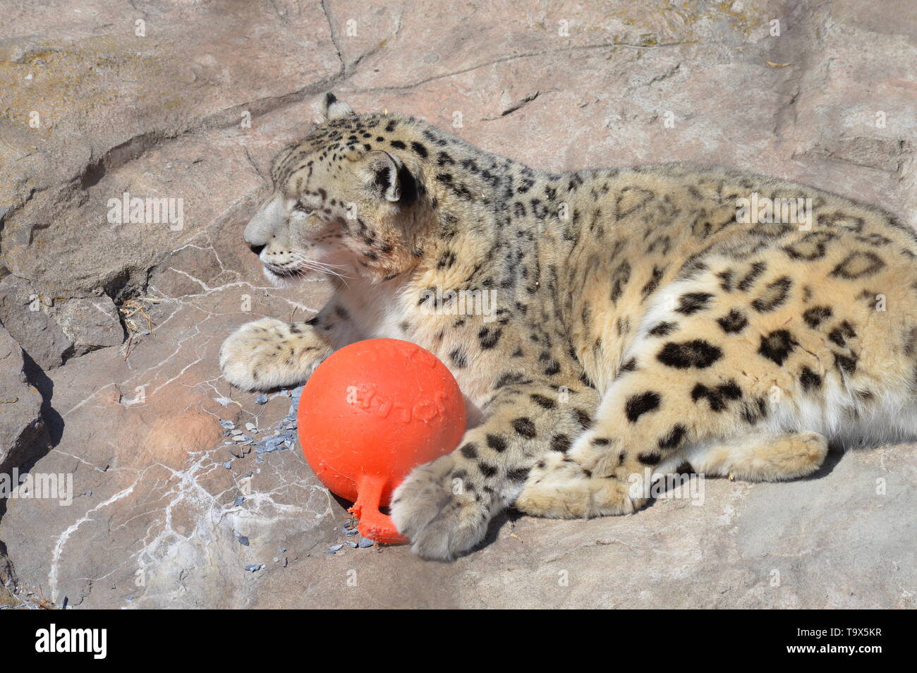 Snow leopard on a rock Stock Photo - Alamy