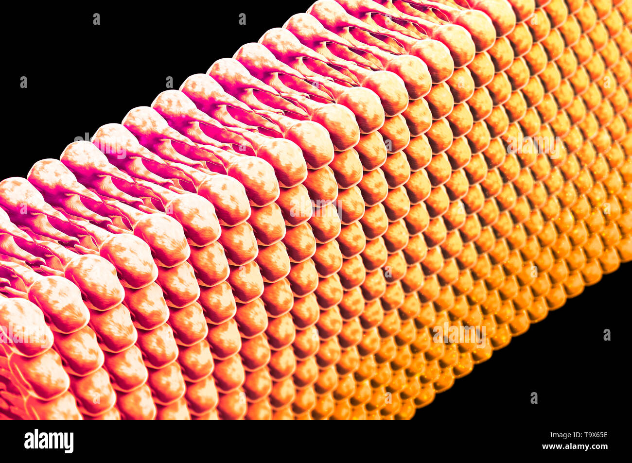 Fat cell under microscope hi-res stock photography and images - Alamy