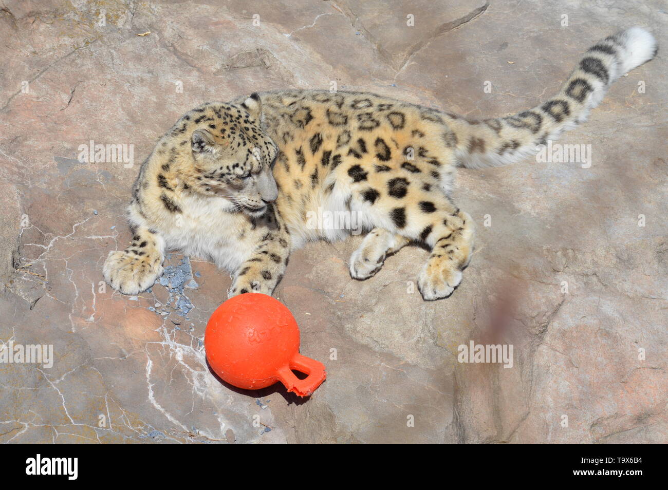 Snow leopard on a rock Stock Photo - Alamy