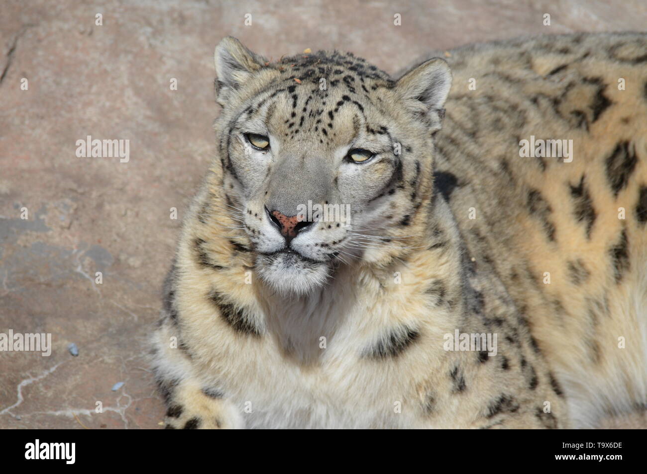 Snow leopard on a rock Stock Photo - Alamy