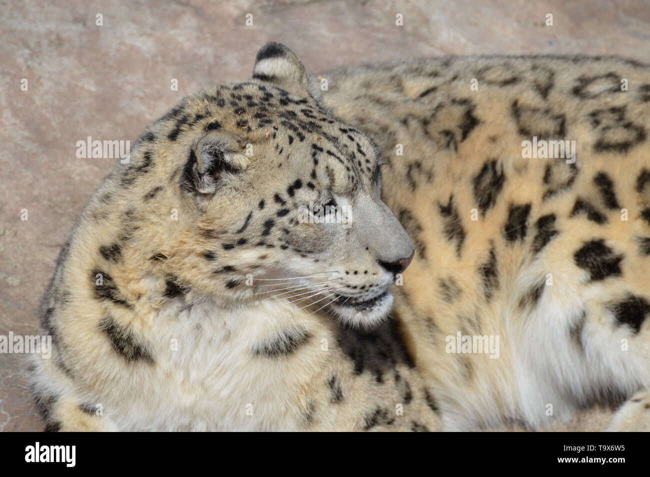 Snow leopard on a rock Stock Photo - Alamy