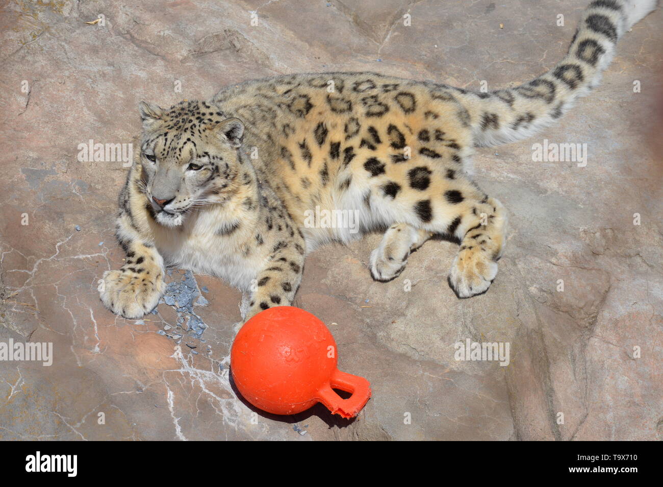 Snow leopard on a rock Stock Photo - Alamy
