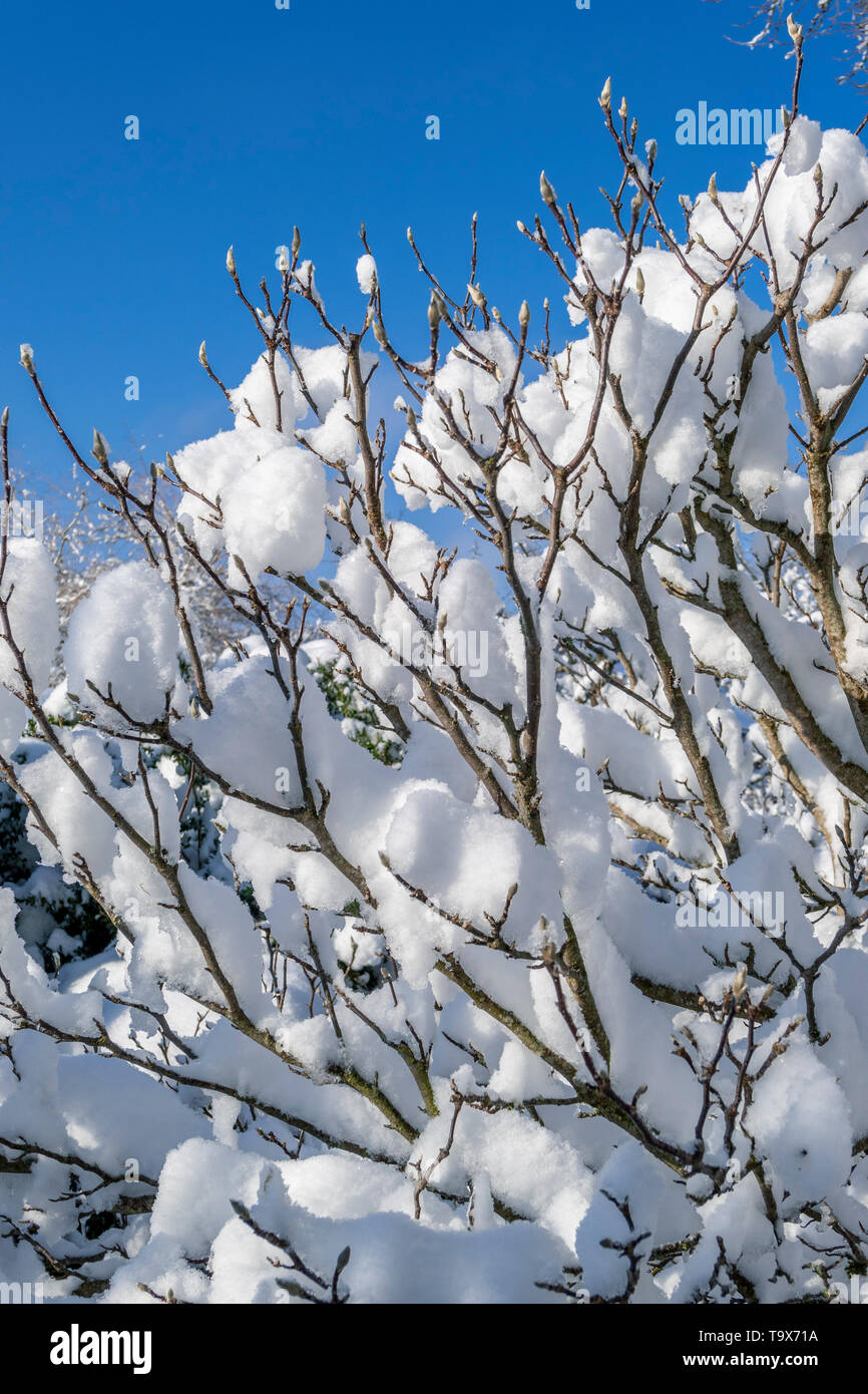 With fresh snowfall overcast magnolia tree in the garden, Tutzing ...