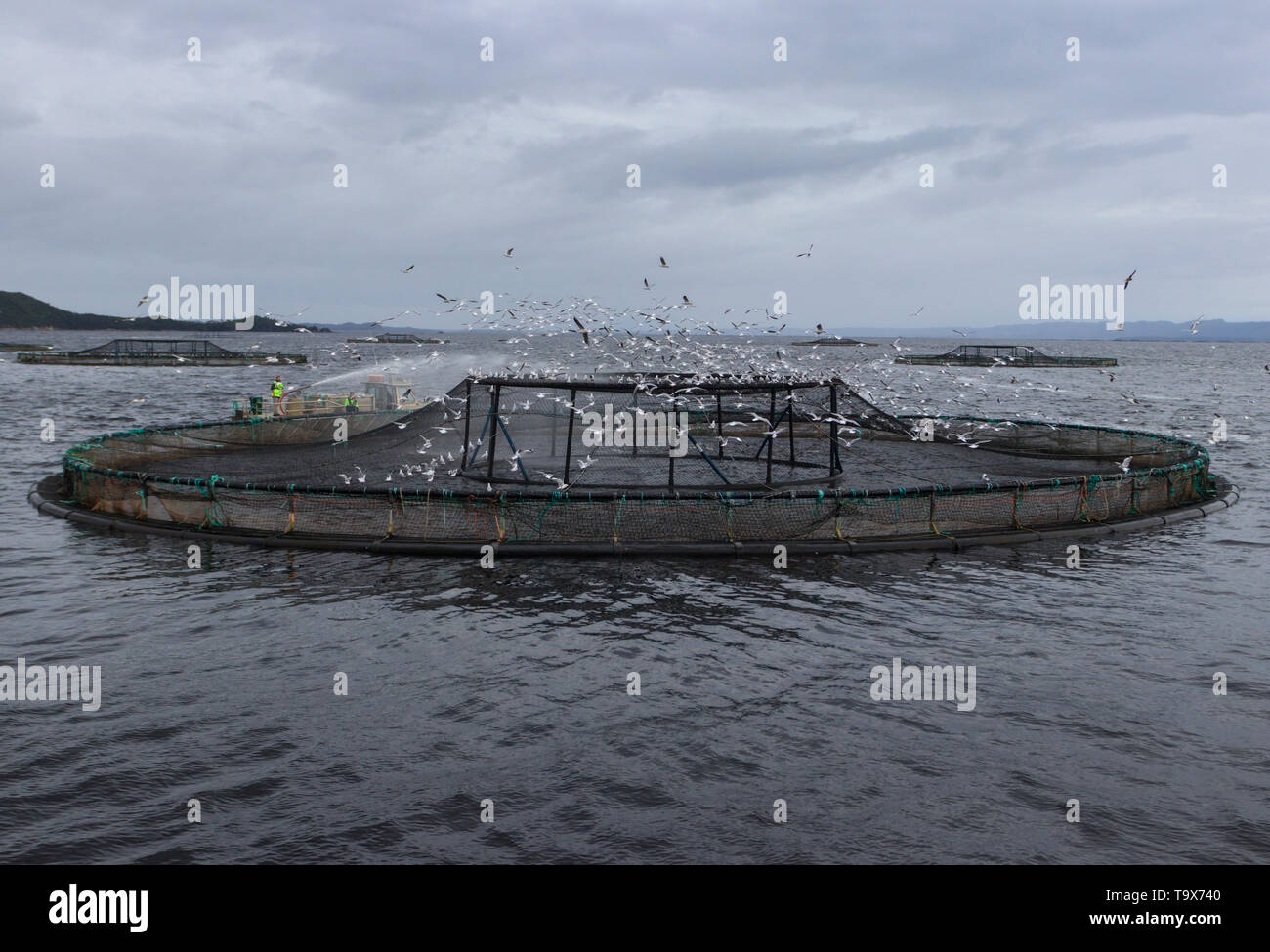 Salmon enclosure hi-res stock photography and images - Alamy