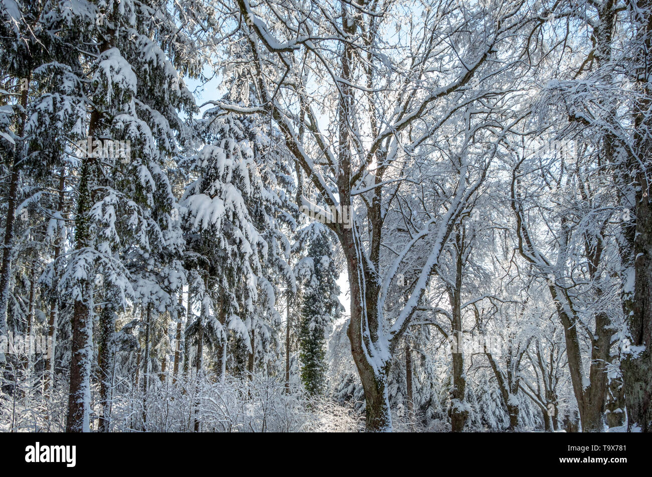 Winter scenery with snowy trees in the wood, Tutzing, Bavaria, Germany ...