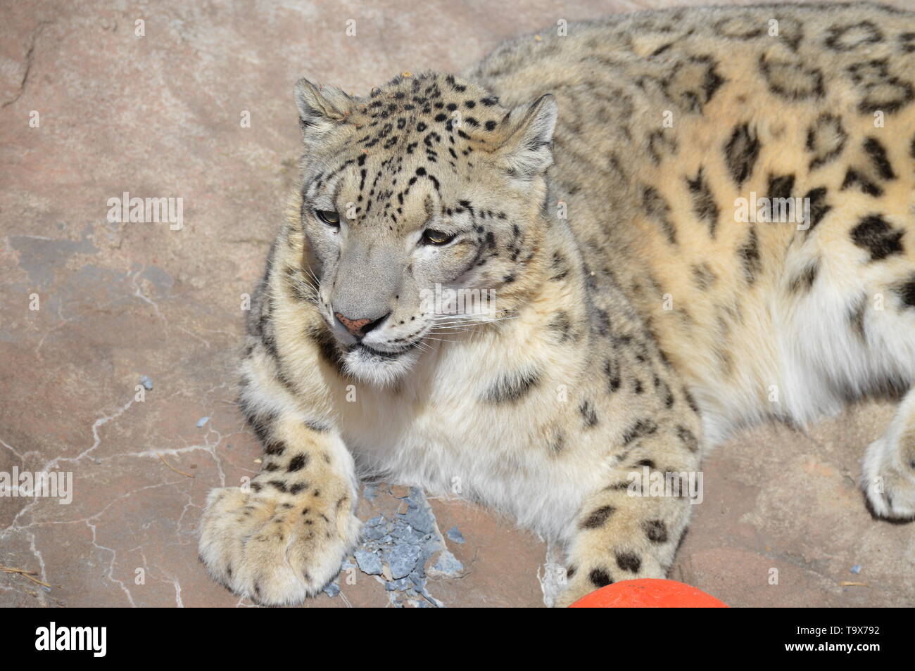 Leopard stretching hi-res stock photography and images - Alamy