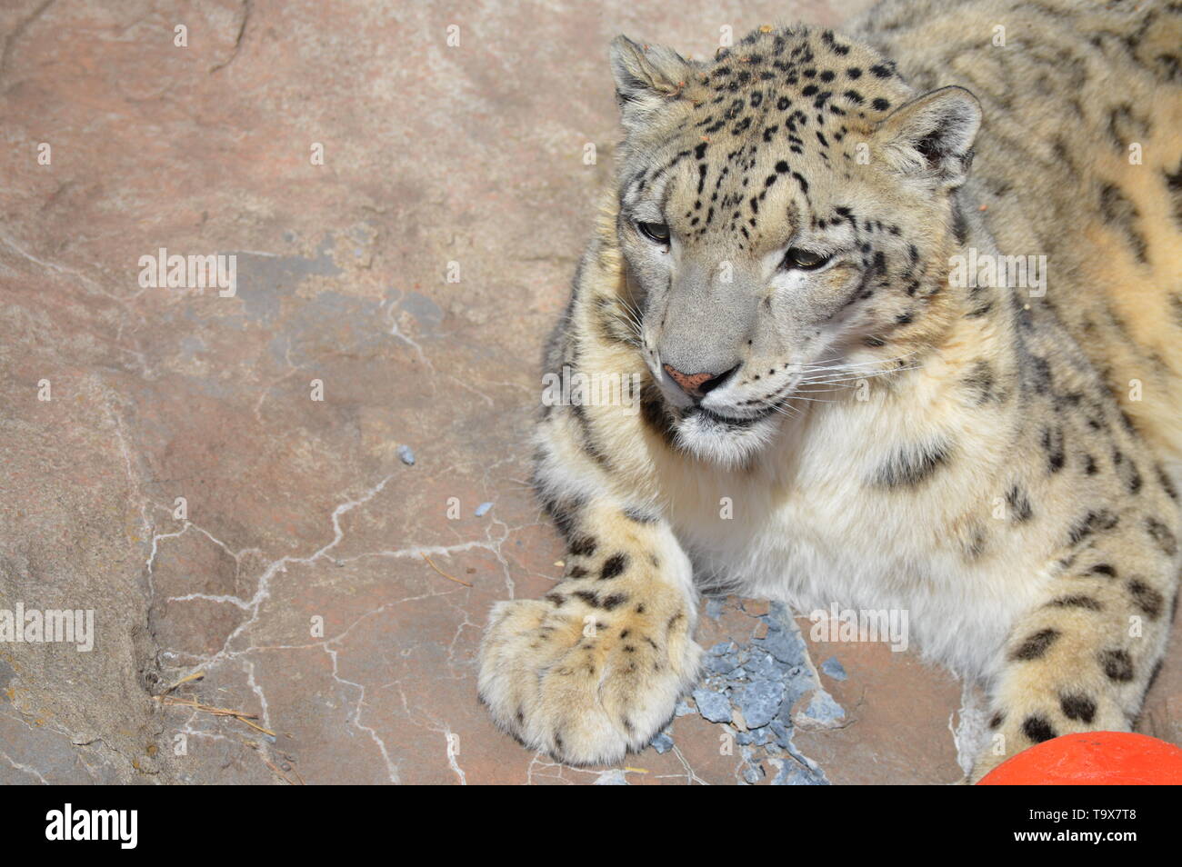 Snow leopard on a rock Stock Photo - Alamy