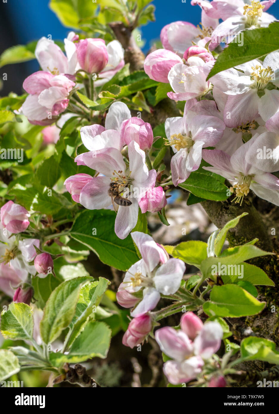 Bluhend apfelbaum hi-res stock photography and images - Alamy