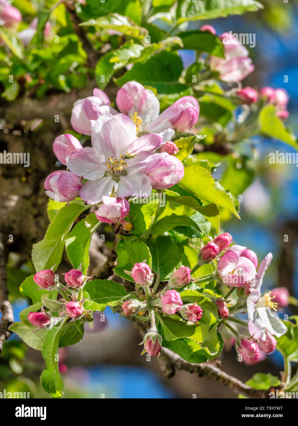 Bluhender apfelbaum hi-res stock photography and images - Alamy