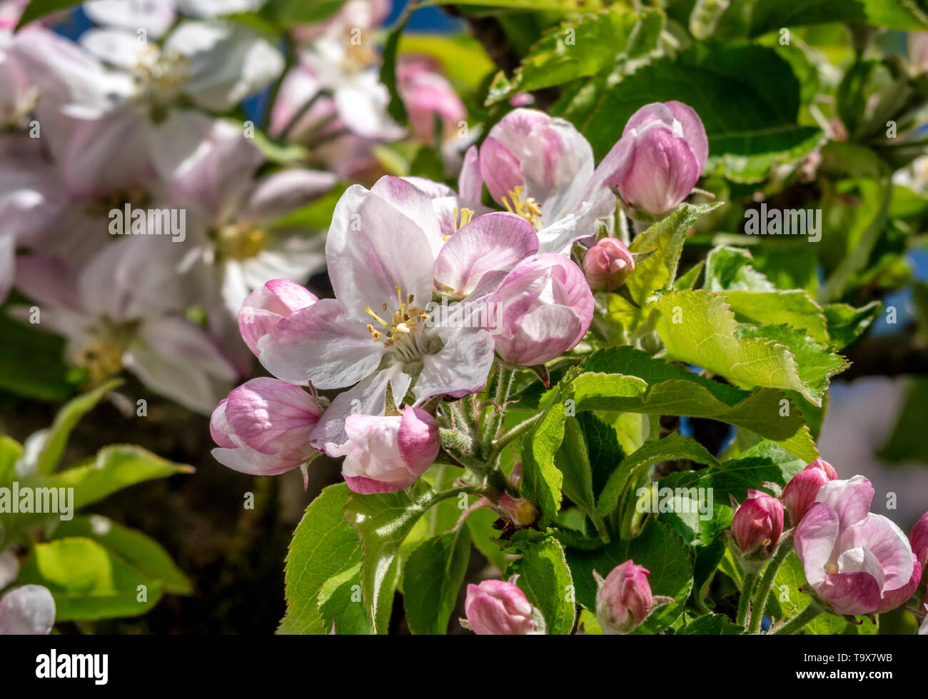 Bluhend apfelbaum hi-res stock photography and images - Alamy