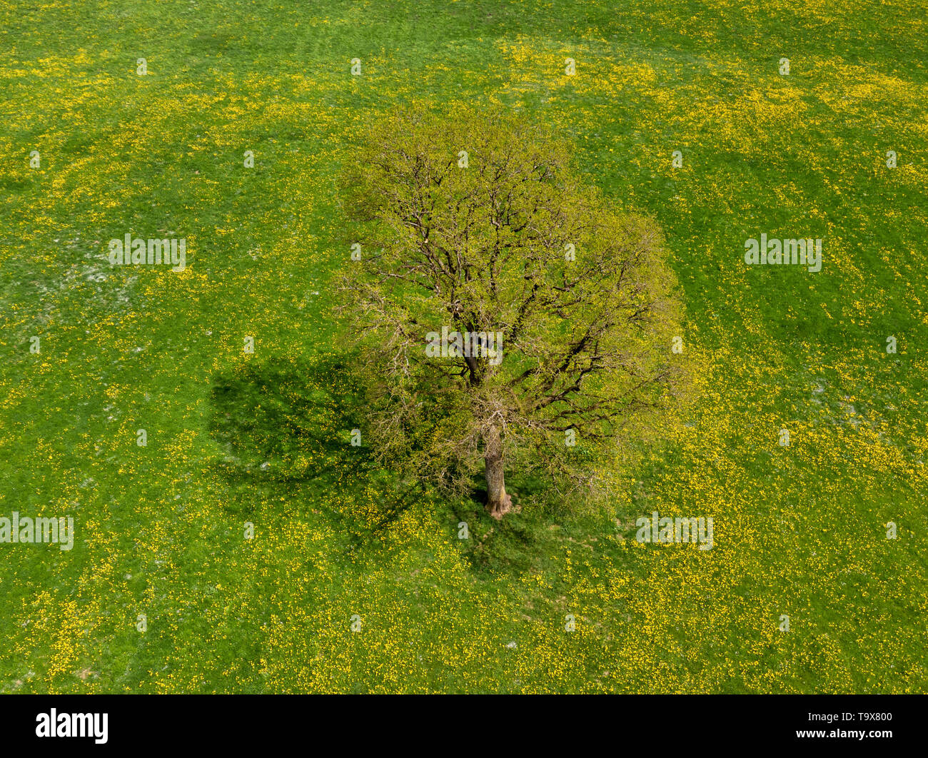 Single oak in a meadow in the spring, Bavarians, Germany, Europe ...